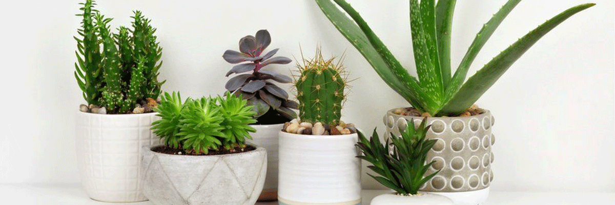 Office Desktop Plants